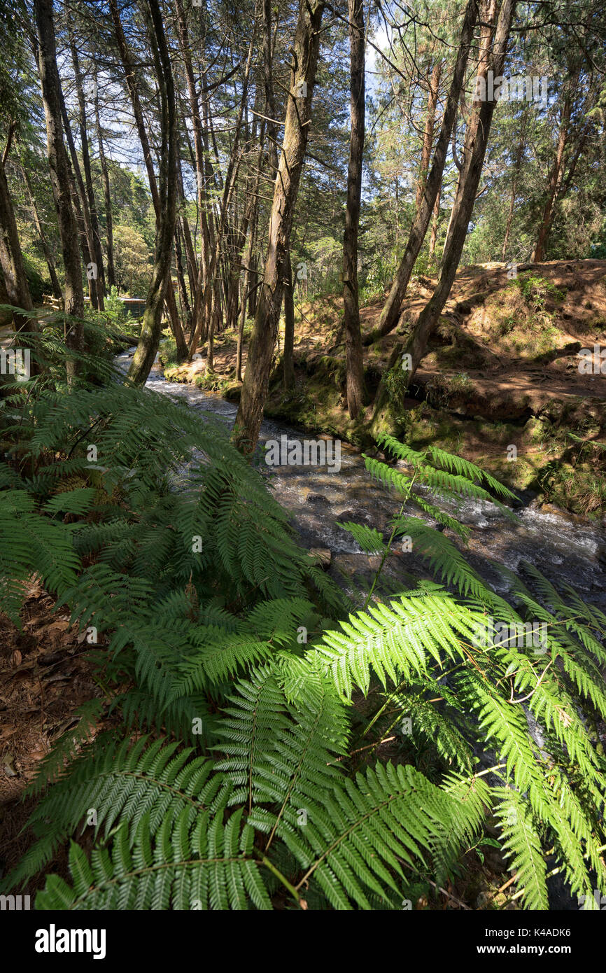 Arvi plant hi-res stock photography and images - Alamy