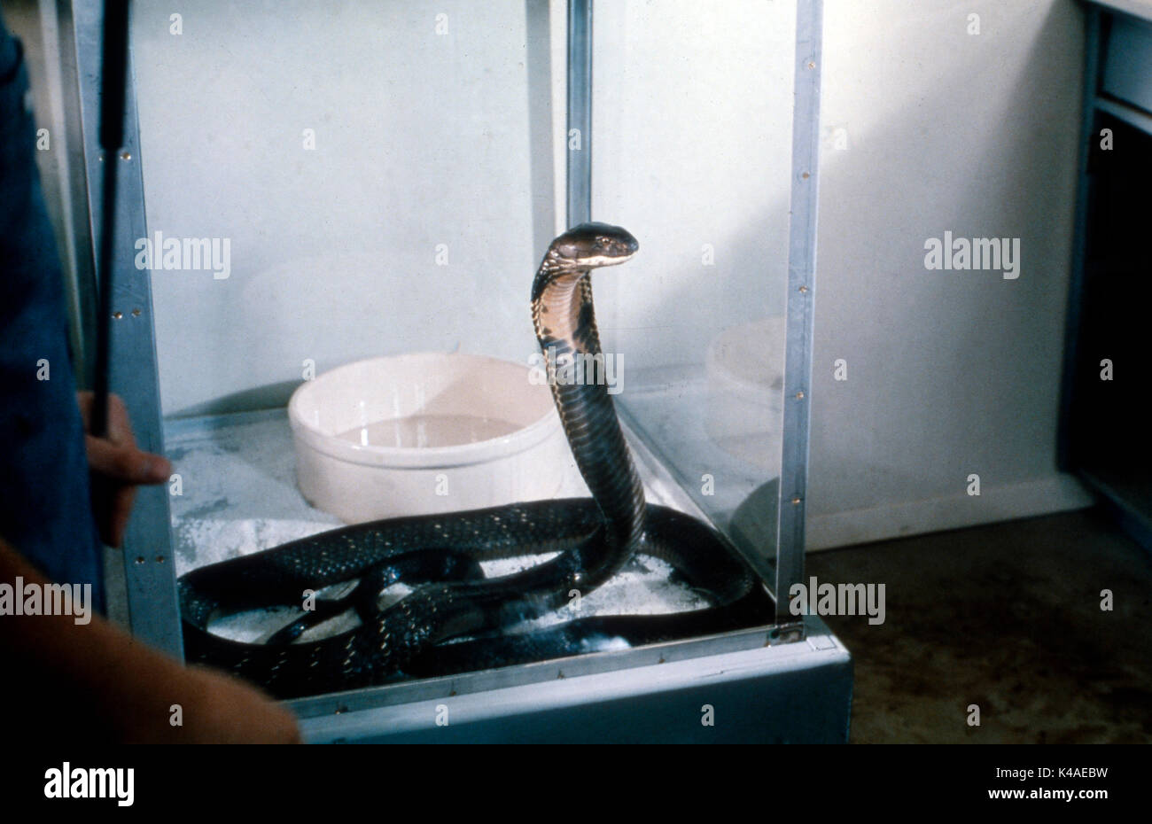 Sssssss (Don't say it, hiss it), aka: Sssssnake Kobra, USA 1973, Regie ...