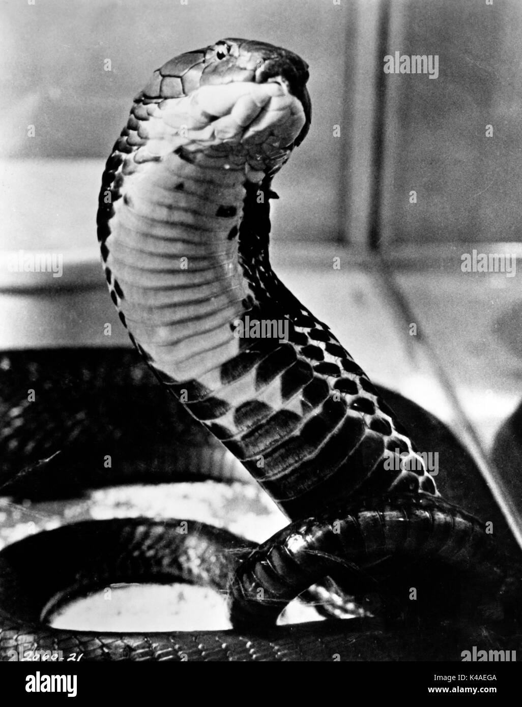 Sssssss hi-res stock photography and images - Alamy