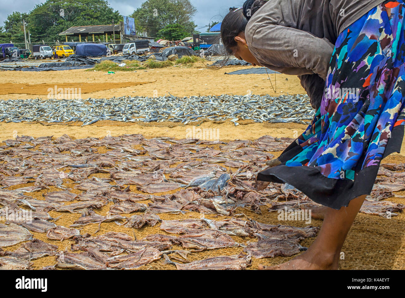 Dried fish market sri lanka hi-res stock photography and images - Alamy
