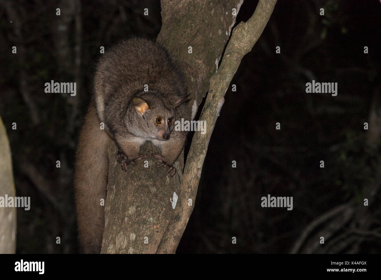 Brown greater galago otolemur crassicaudatus hi-res stock photography ...