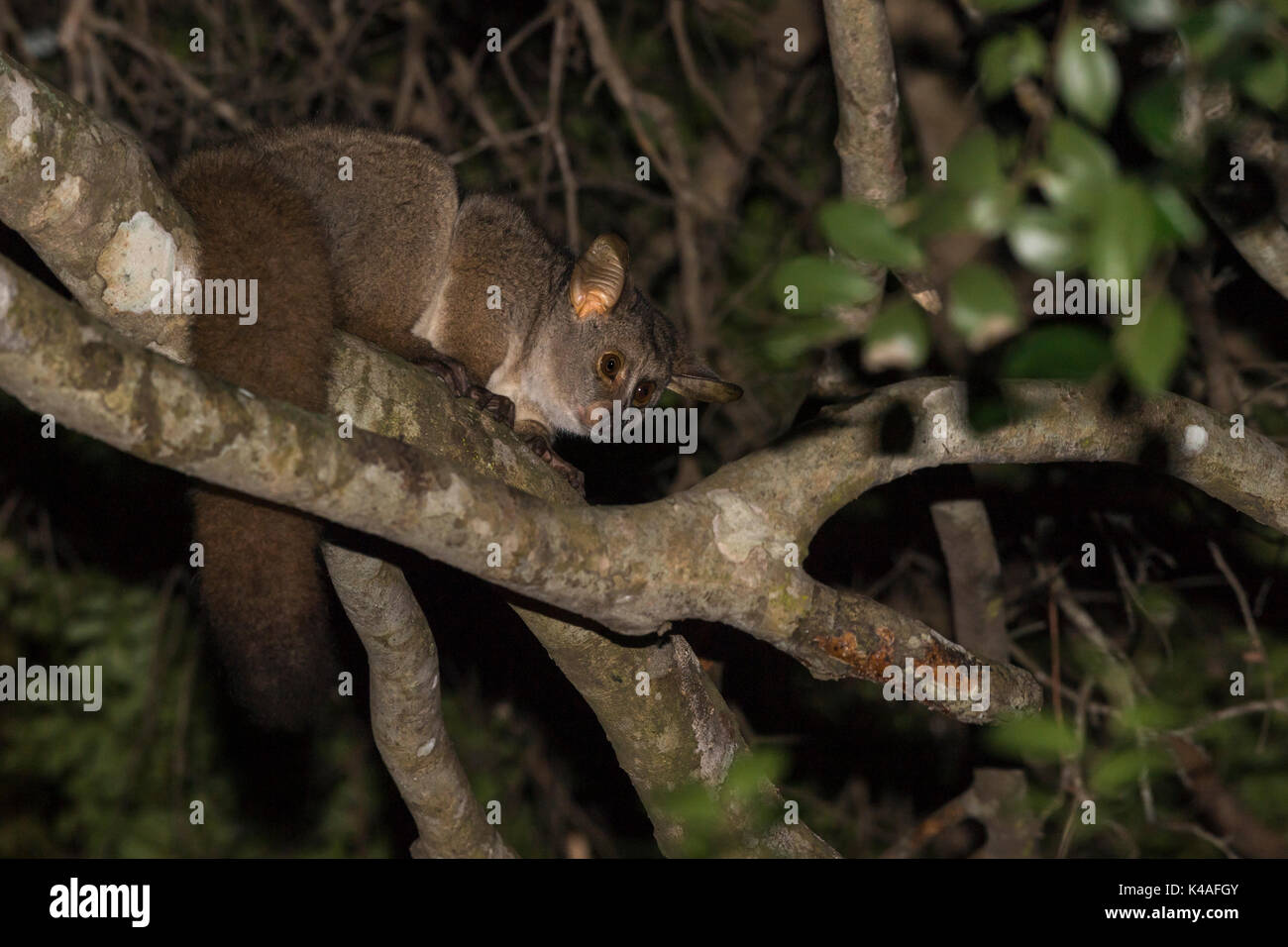 Brown greater galago (Otolemur crassicaudatus) climbing in tree at ...