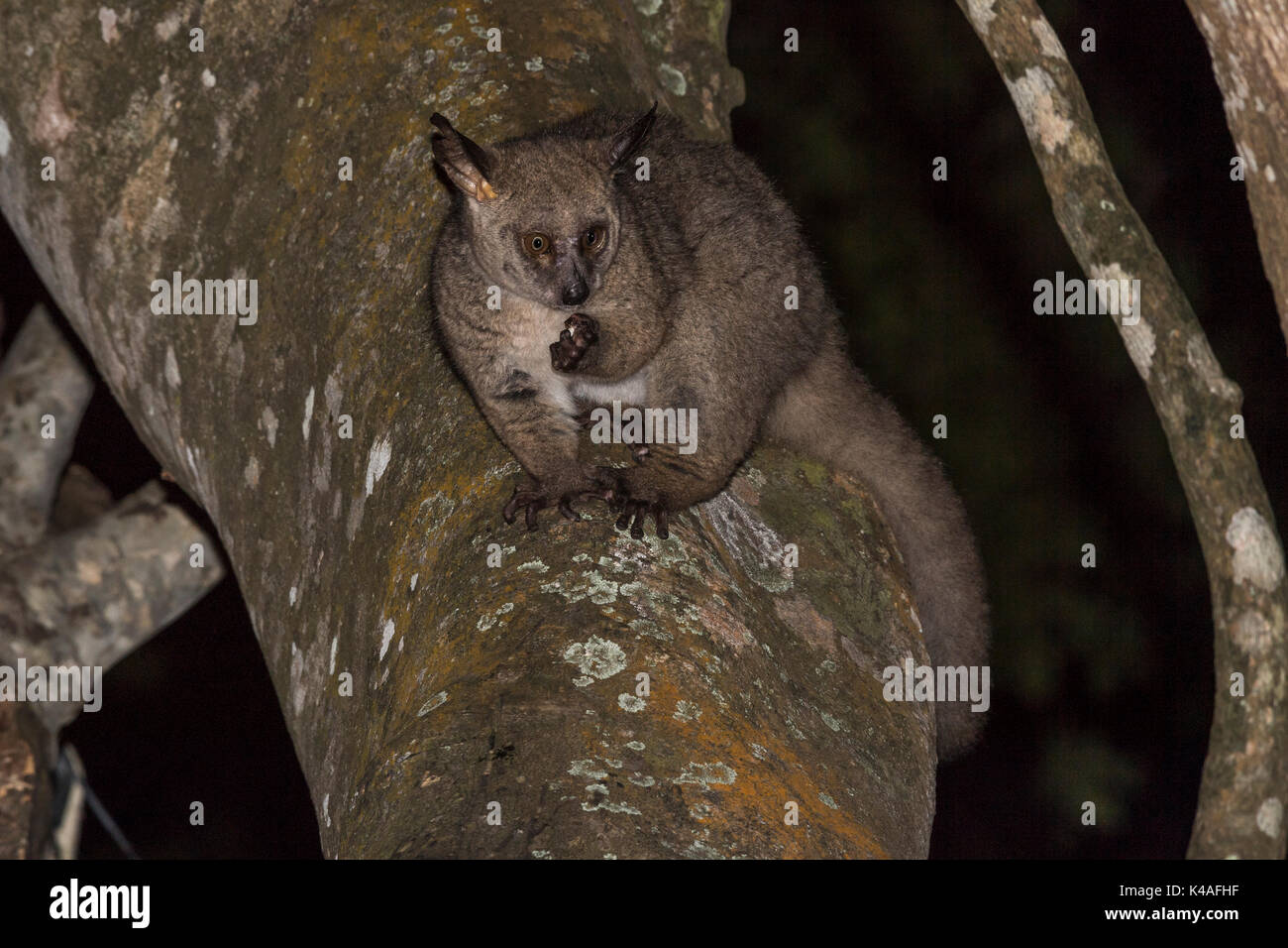 Brown greater galago (Otolemur crassicaudatus) climbing in tree at ...