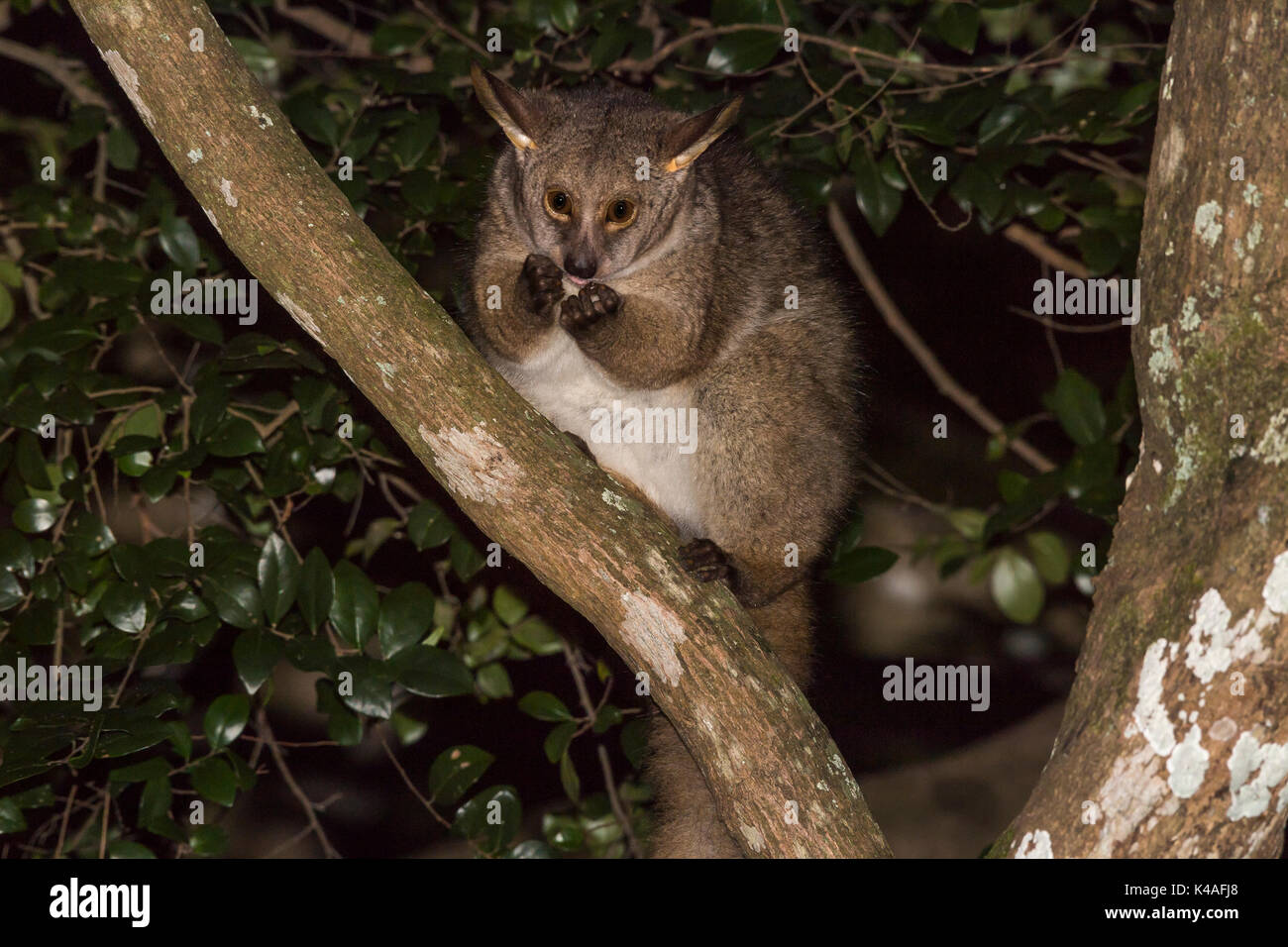 Brown greater galago (Otolemur crassicaudatus) sitting feeding in the ...