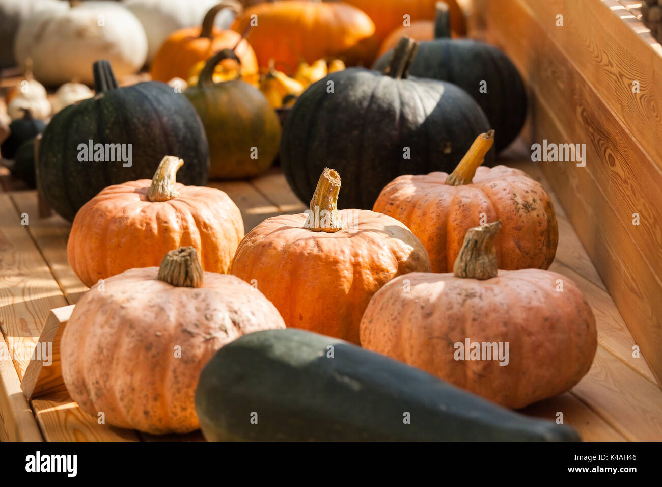 Diverse assortment pumpkins different hi-res stock photography and ...