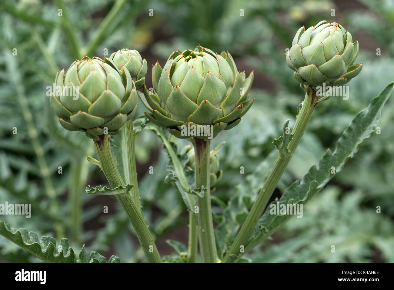 Budded inflorescence of the artichoke (Cynara cardunculus), Germany ...