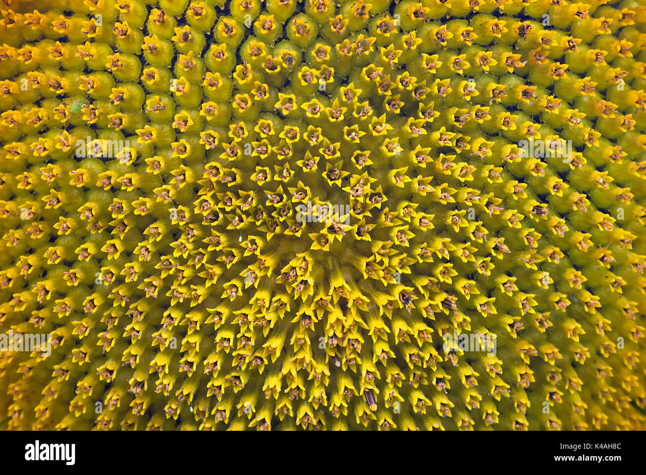 Inflorescence of a Sunflower (Helianthus annuus), close up, detail ...