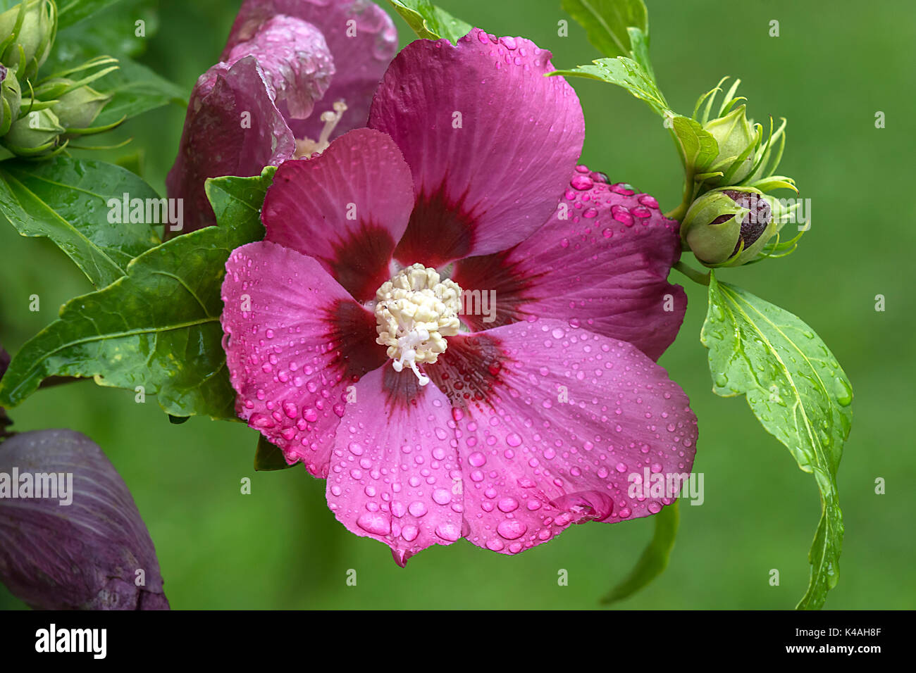 Blossom of a Rose of Sharon (Hibiscus syriacus), Germany Stock Photo ...