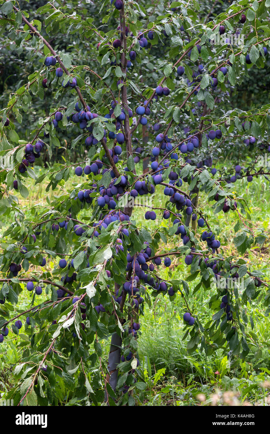 Prunus domestica fruits hi-res stock photography and images - Alamy