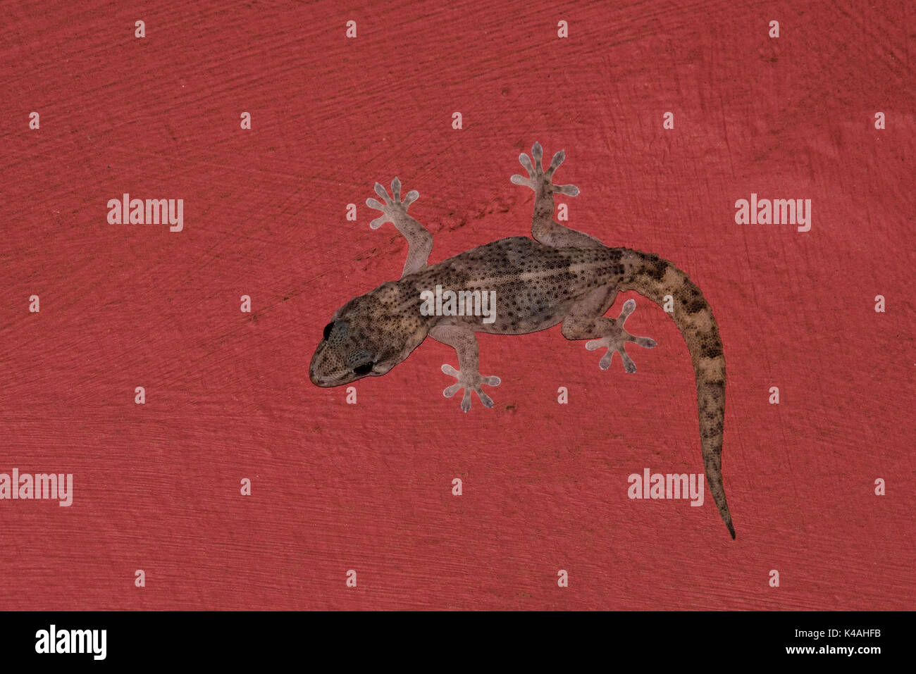 Boettger's wall gecko (Tarentola boettgeri hierrensis), El Hierro ...