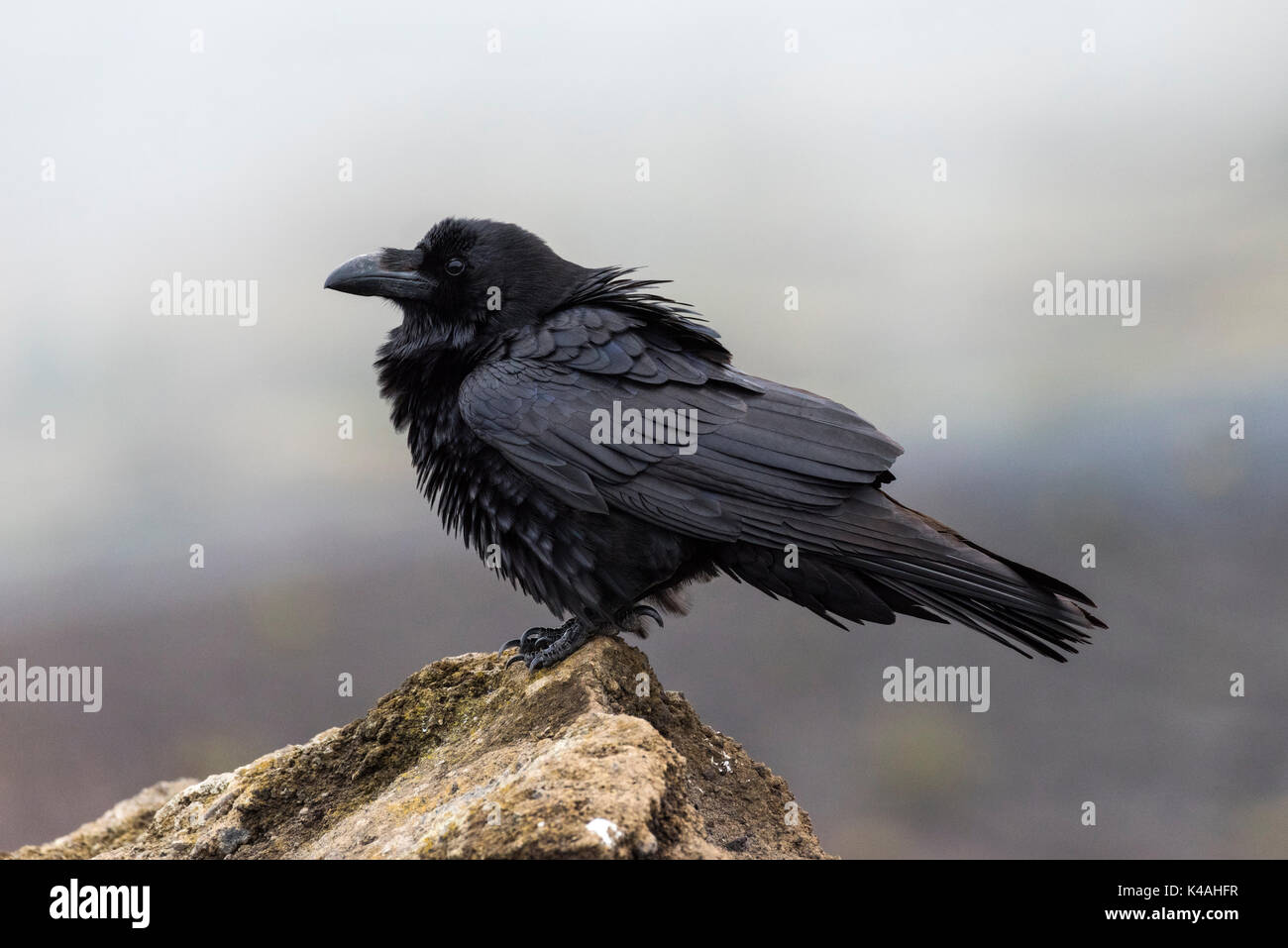 Canary Islands ravens (Corvus corax tingitanus), La Palma, Canary ...