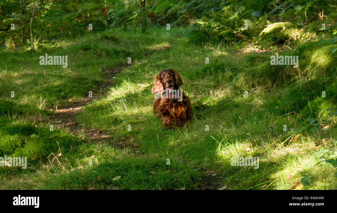 Chestnut Dog High Resolution Stock Photography and Images - Alamy