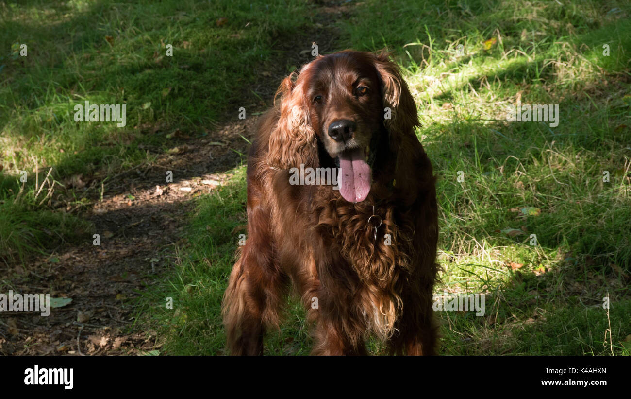Exited animal hi-res stock photography and images - Alamy