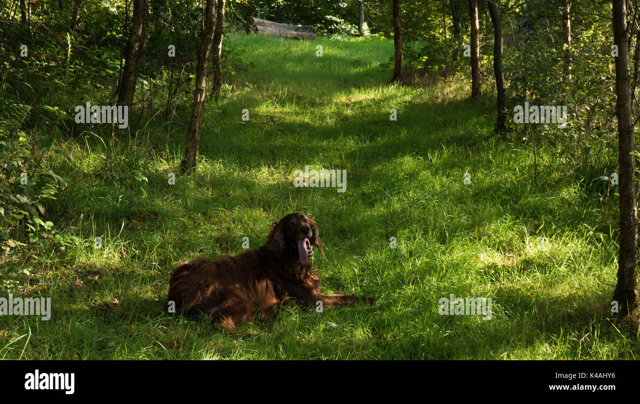Exited animal hi-res stock photography and images - Alamy