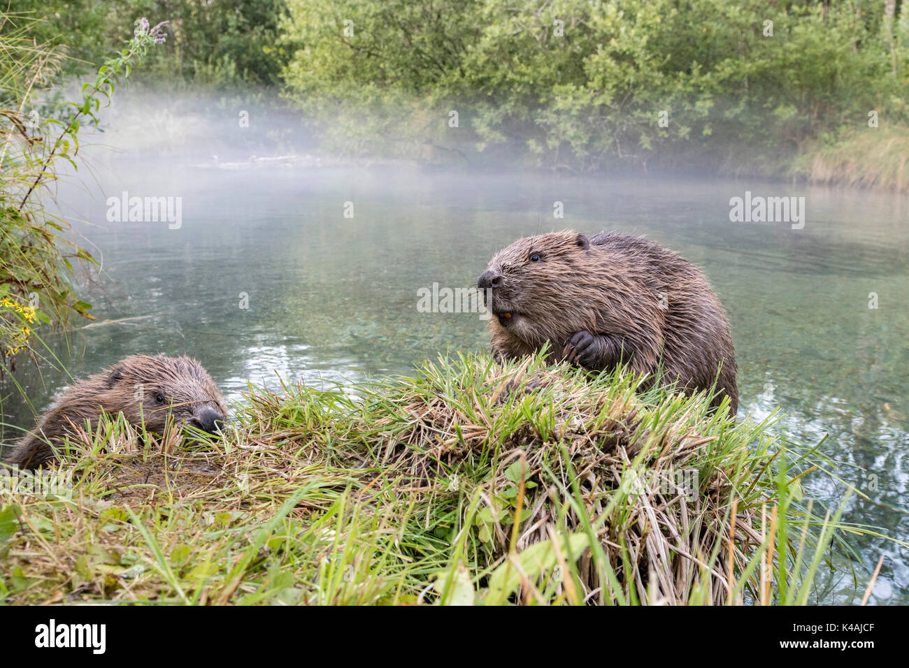 2 European beavers (Castor fiber), dam and young animal at the bank ...