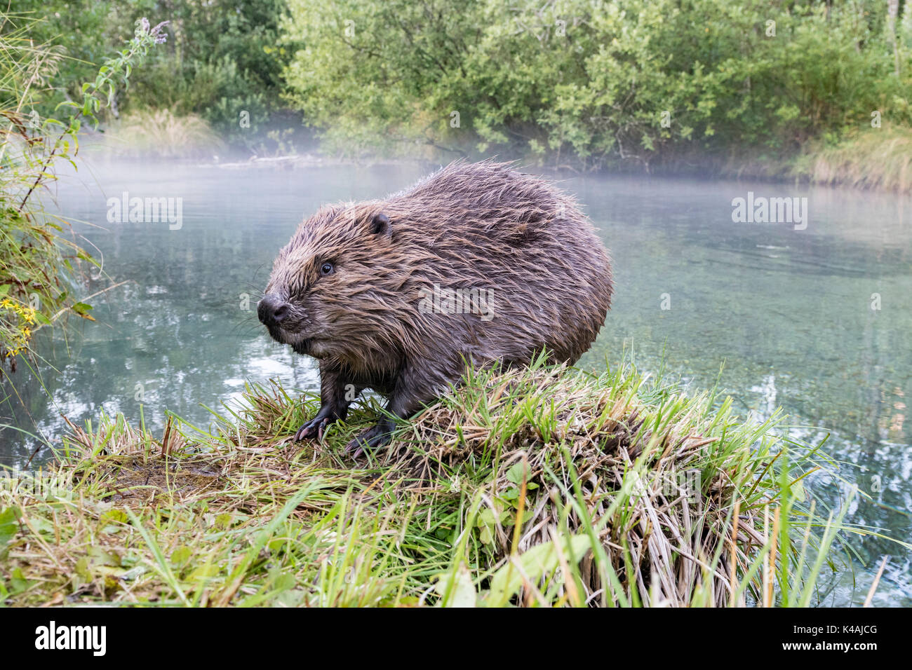 European beaver (Castor fiber) sitting on the bank, wide angle shot ...