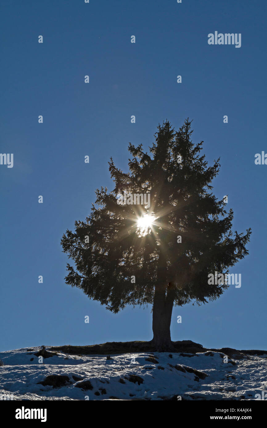 Sun Radiates In A Star Shape Through A Spruce Tree Stock Photo - Alamy