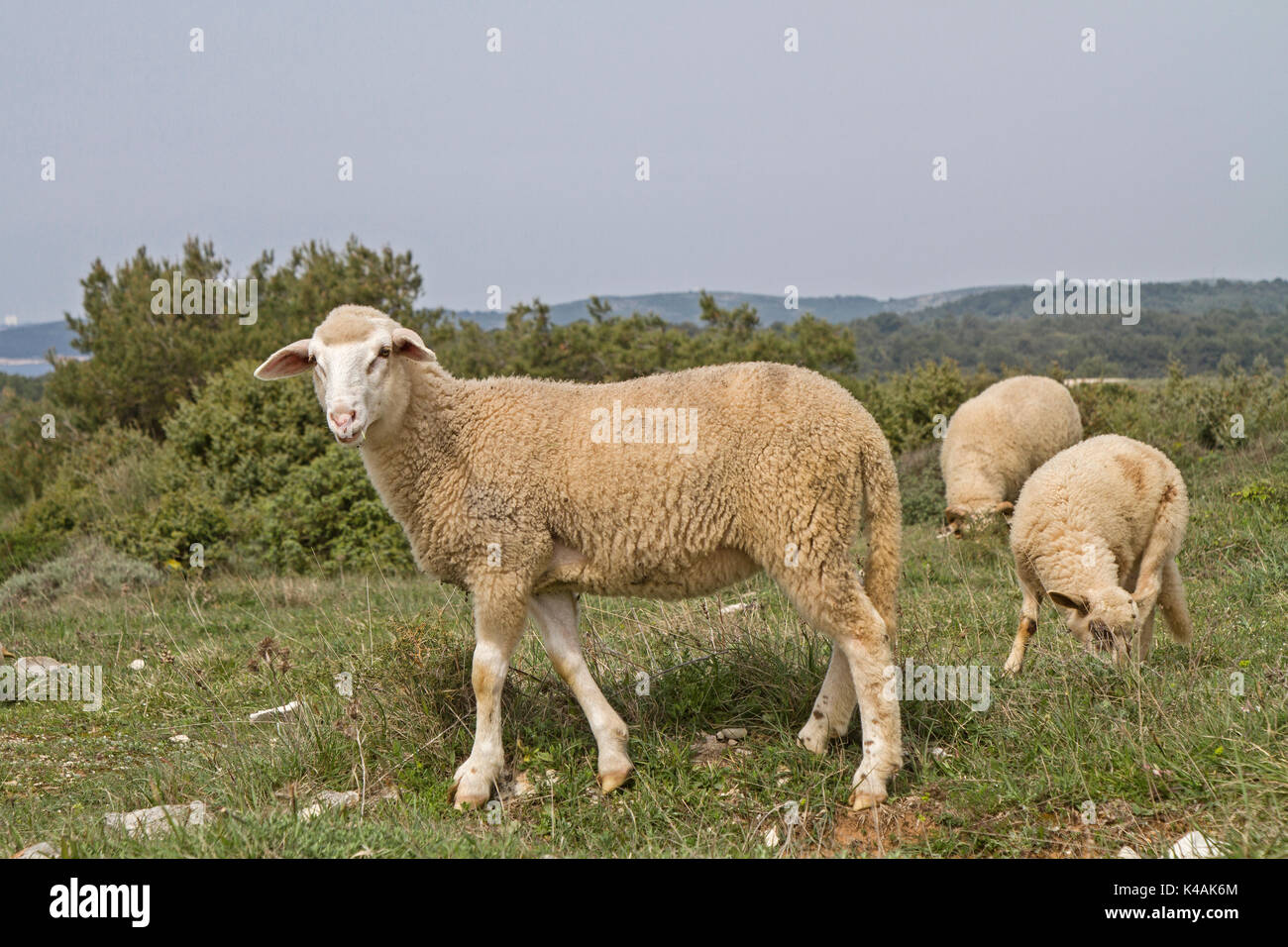 Modest Sheep In Istria Found On The Limestone Peninsula Kamenjak Still ...