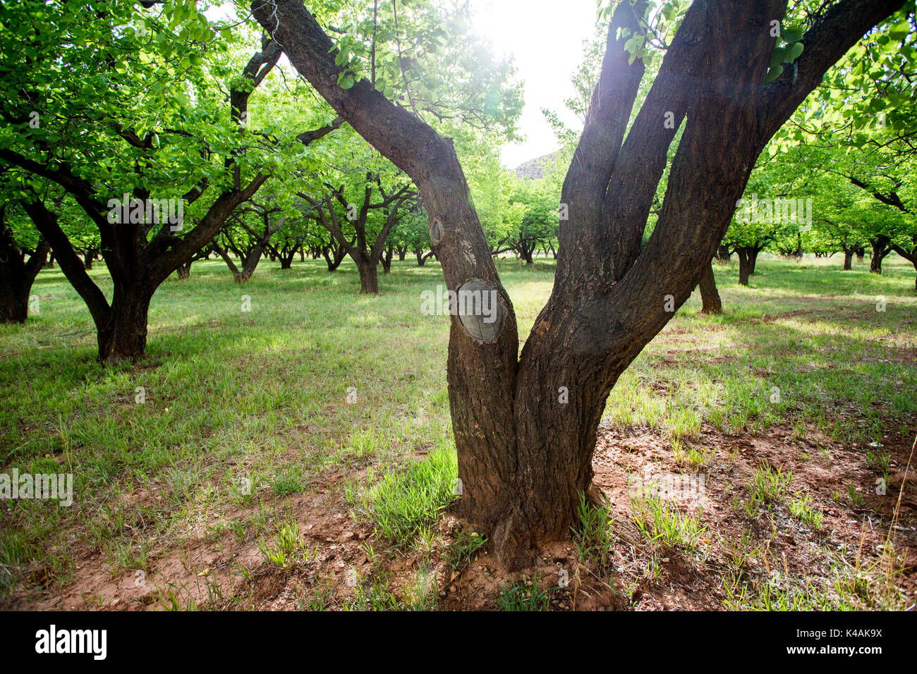 Large orchard hi-res stock photography and images - Alamy