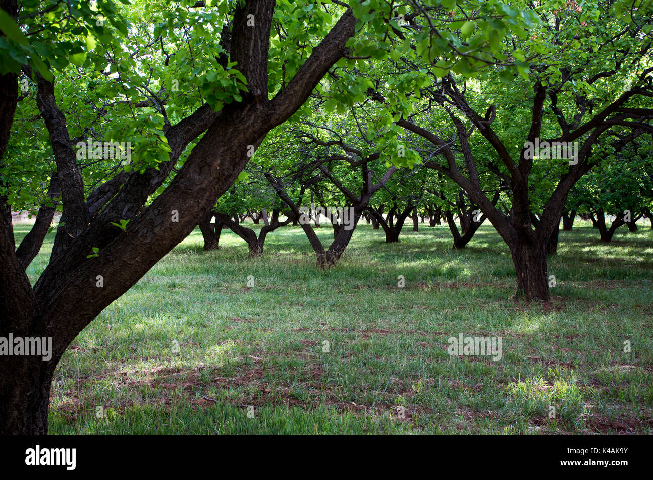 Large orchard hi-res stock photography and images - Alamy