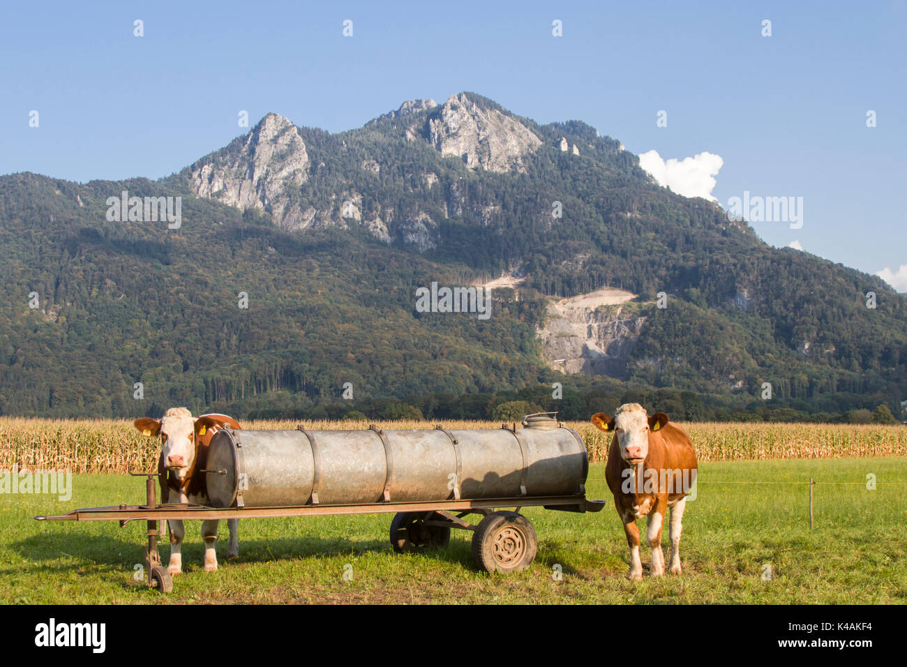 Cows With Water Barrel Before The Mountain Kitzstein In The Bavarian ...