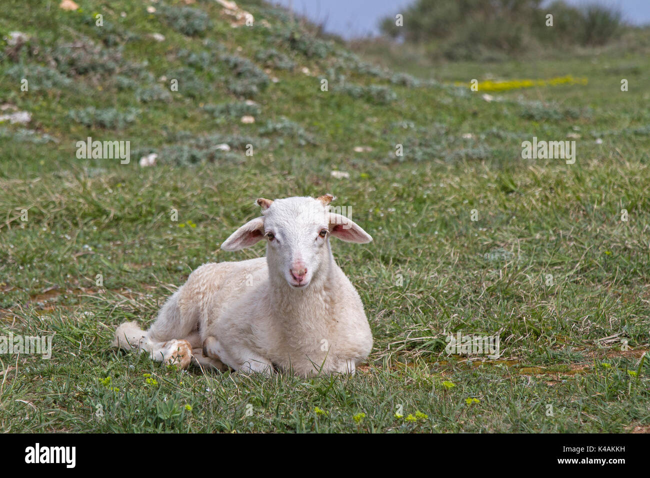 Very small lamb hi-res stock photography and images - Alamy