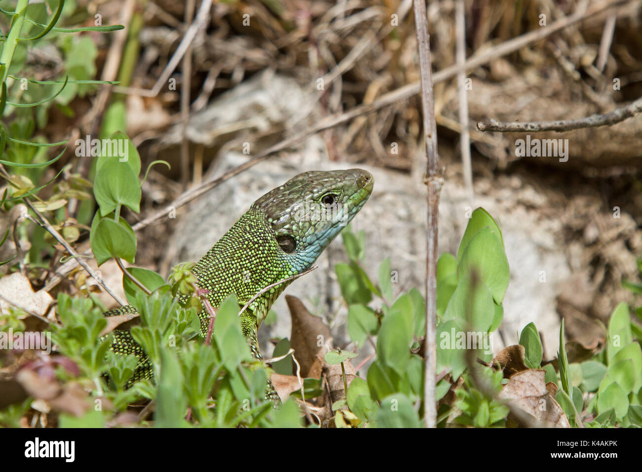 Emerald grass lizard hi-res stock photography and images - Alamy