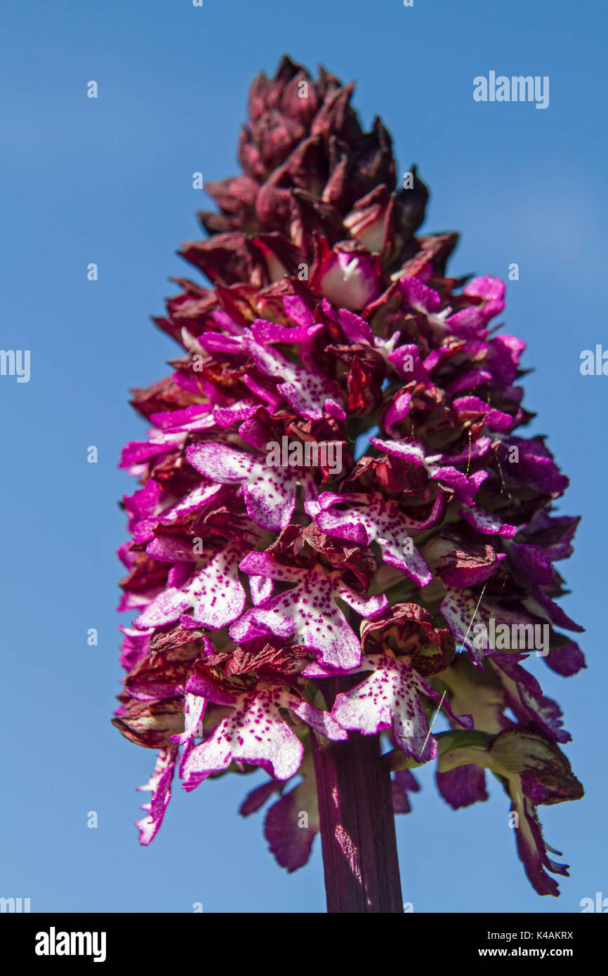 The Purple Orchid Belongs To The Largest Native Orchids And Can Reach ...