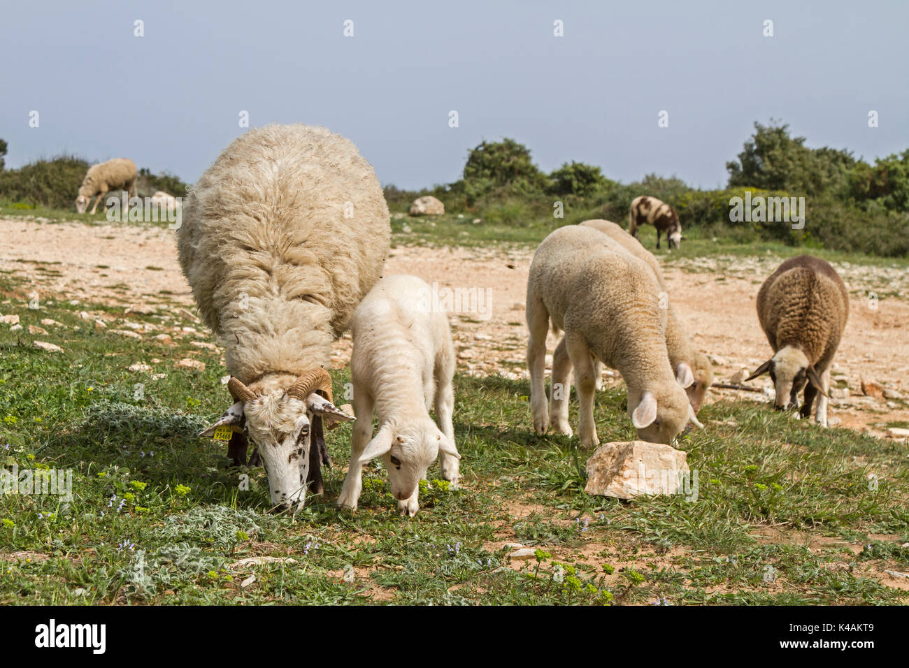 Modest Sheep In Istria Found On The Limestone Peninsula Kamenjak ...