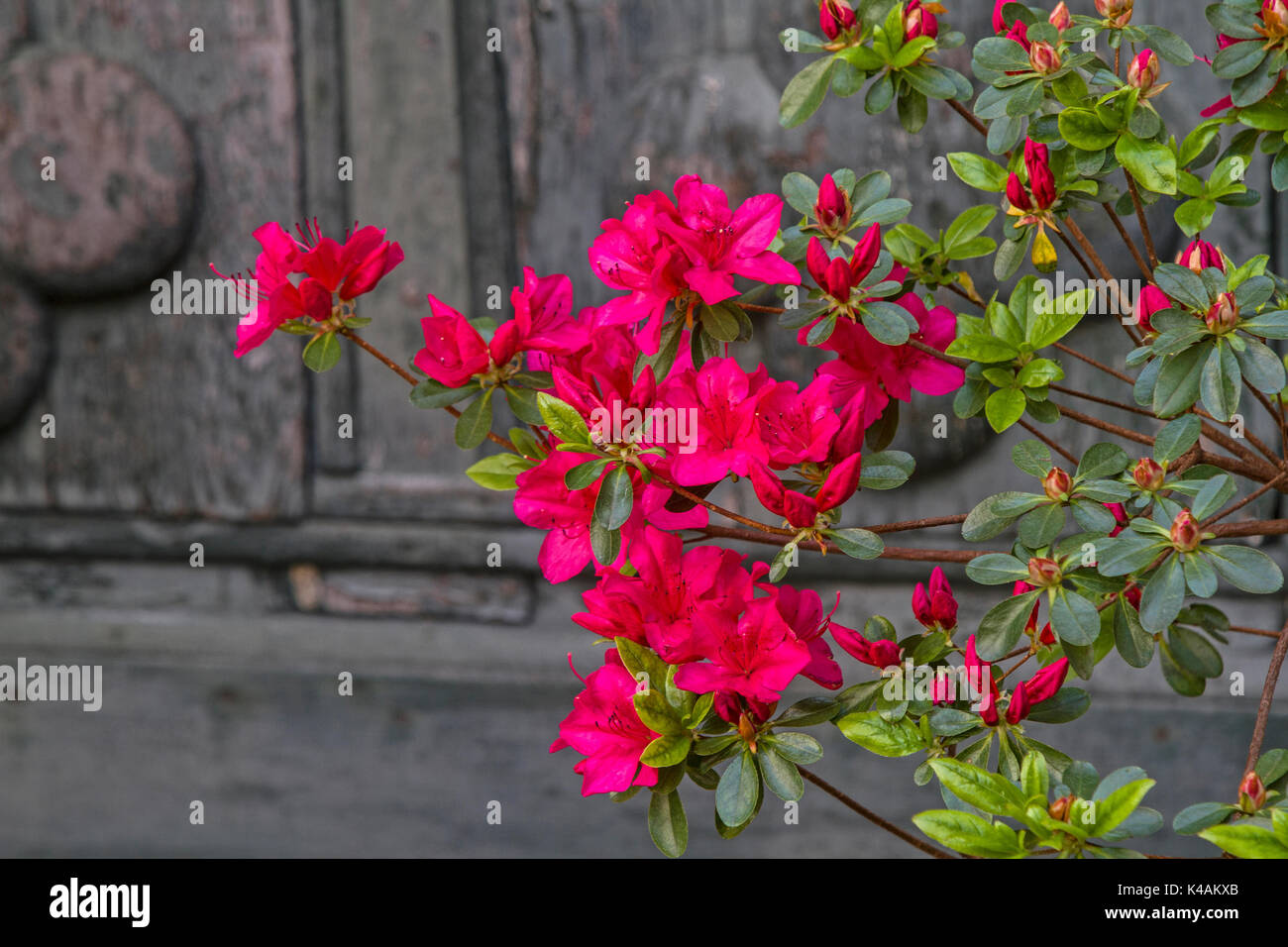 Azalea red in pot hi-res stock photography and images - Alamy