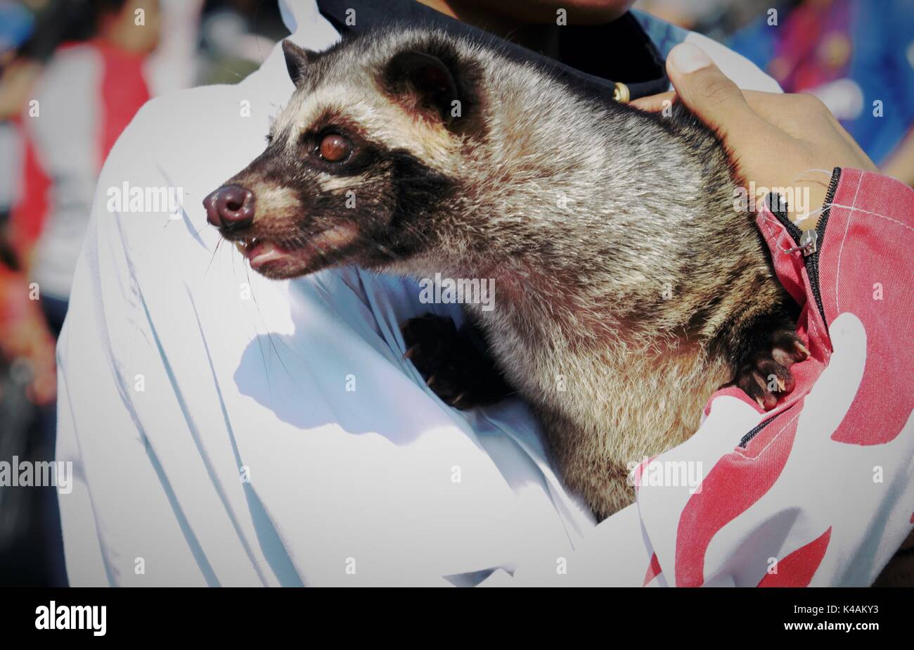 Weasel on Ijen car friday, in Malang Indonesia Stock Photo - Alamy