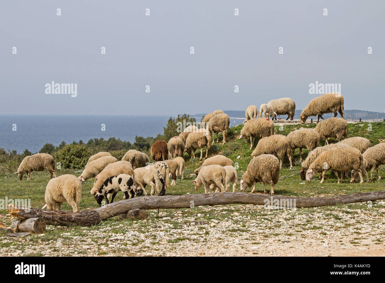 Modest Sheep In Istria Found On The Limestone Peninsula Kamenjak ...