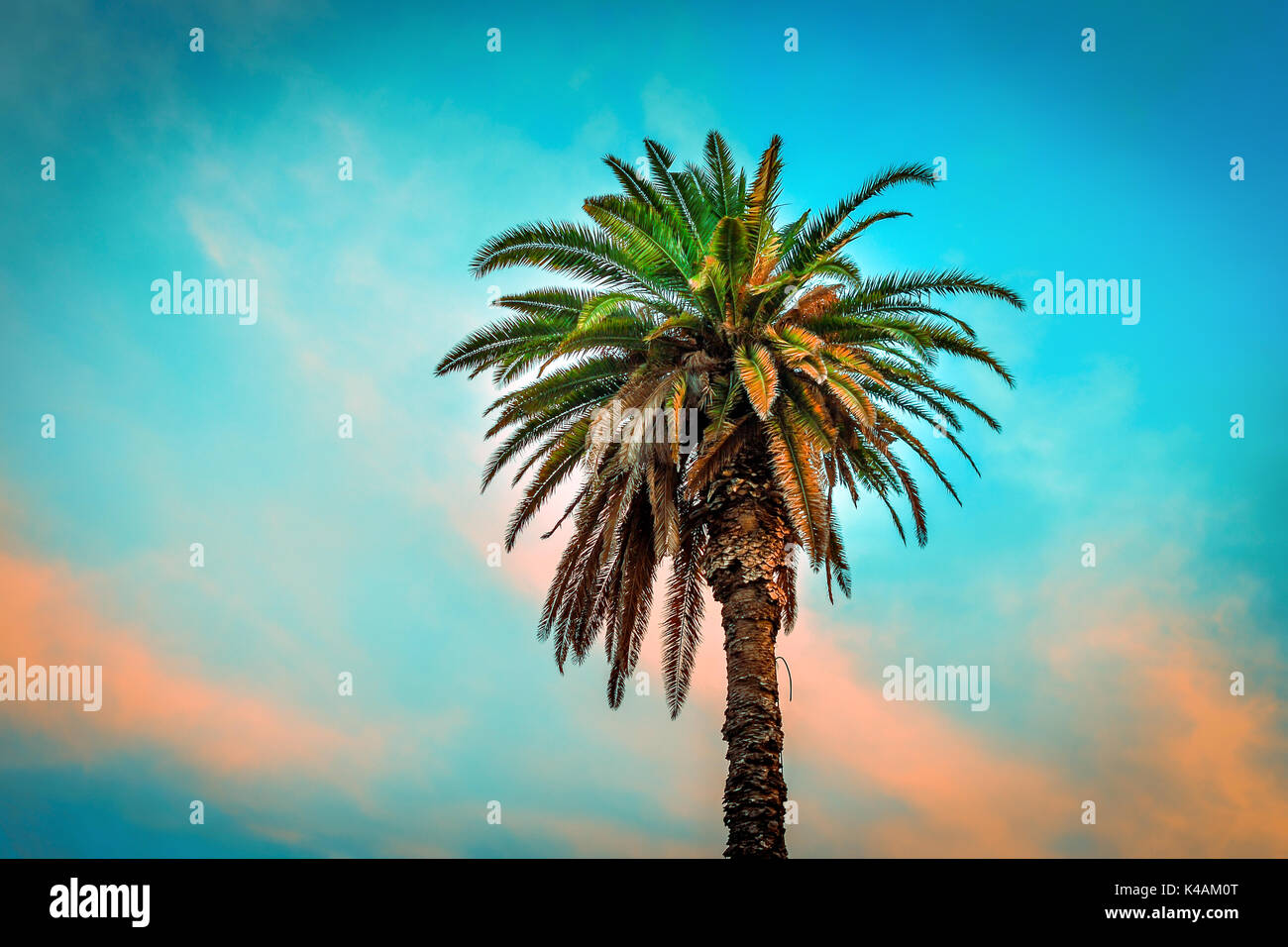 Palmier tree hi-res stock photography and images - Alamy