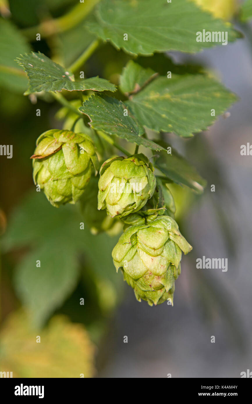 Hop shrubs hi-res stock photography and images - Alamy
