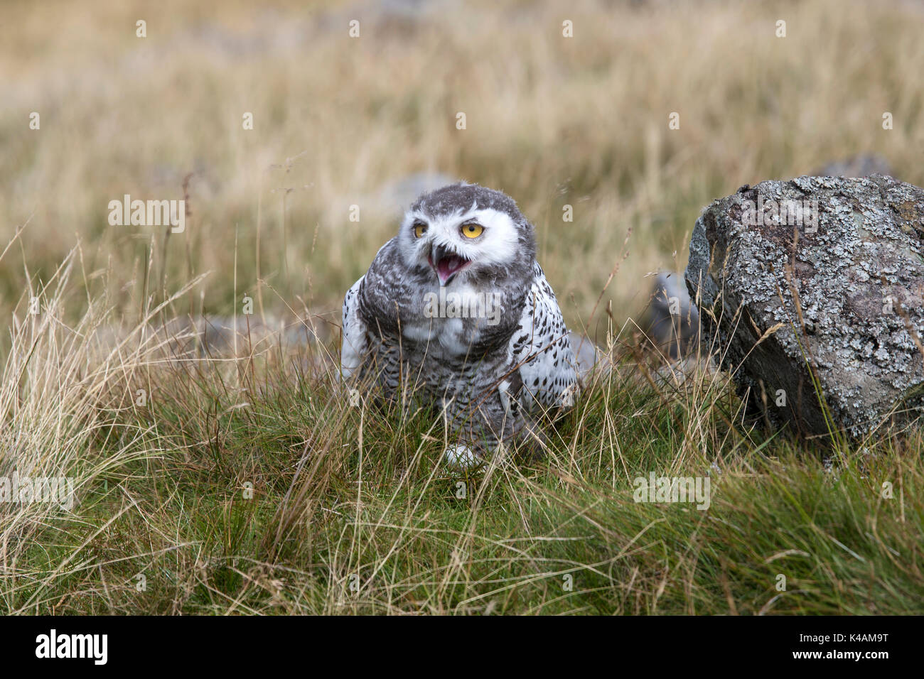Juvenile snowy owl with masked face hi-res stock photography and images ...