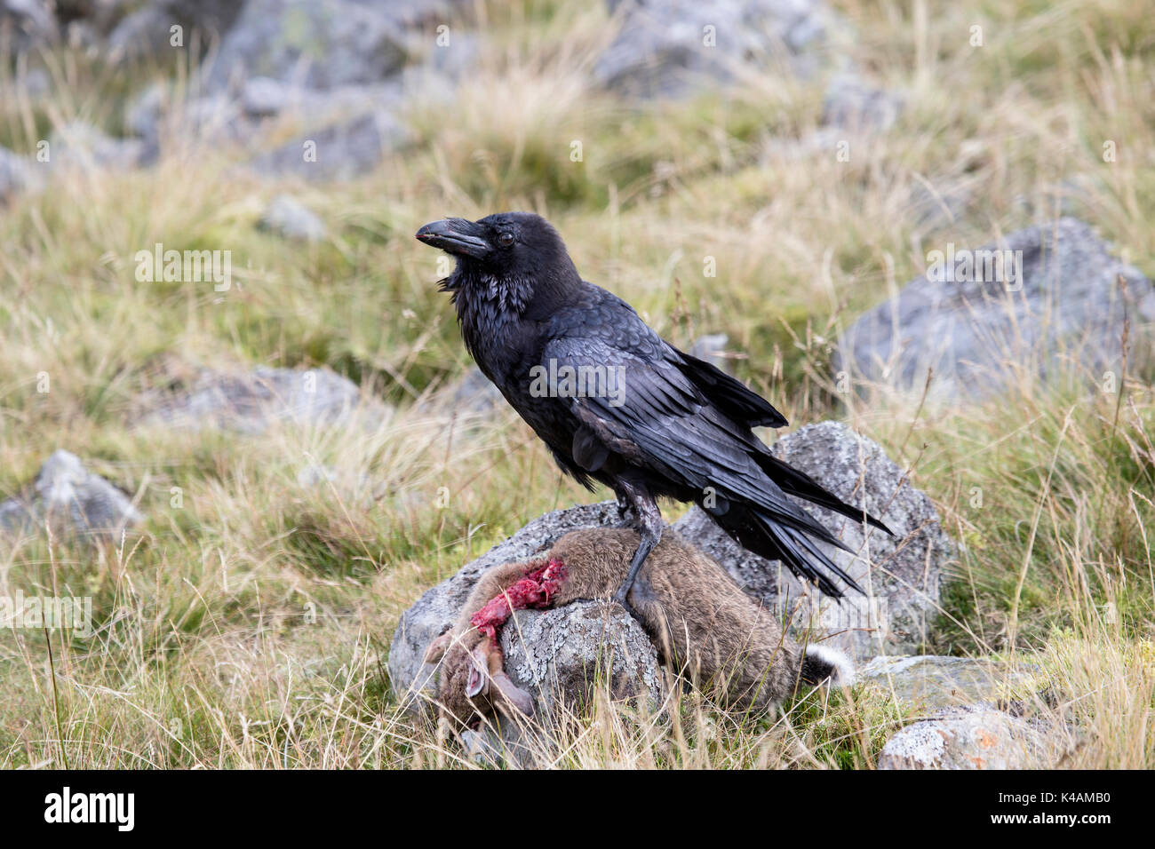 Raven Corus Corax with rabbit kill Stock Photo - Alamy