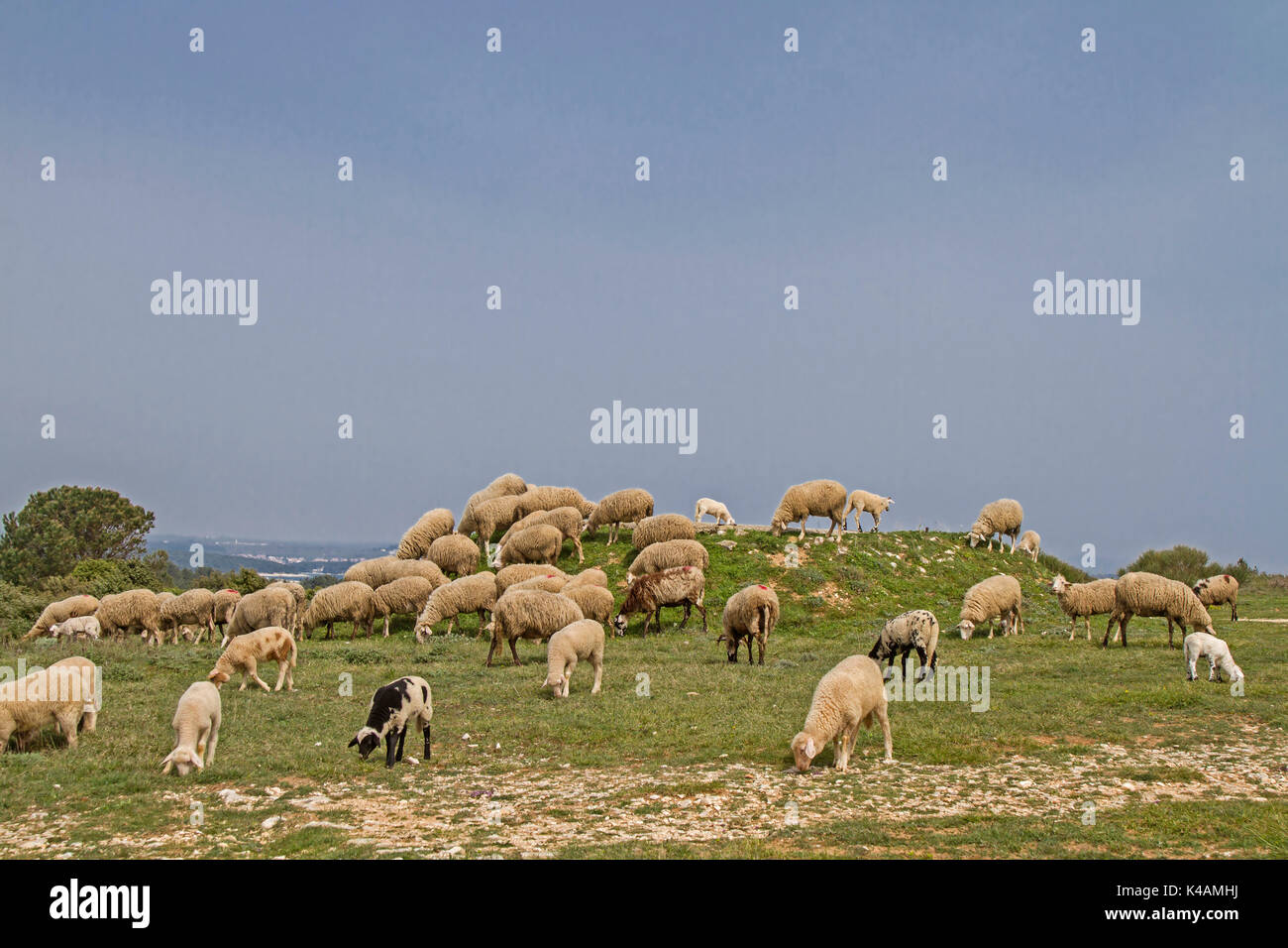 Modest Sheep In Istria Found On The Limestone Peninsula Kamenjak ...