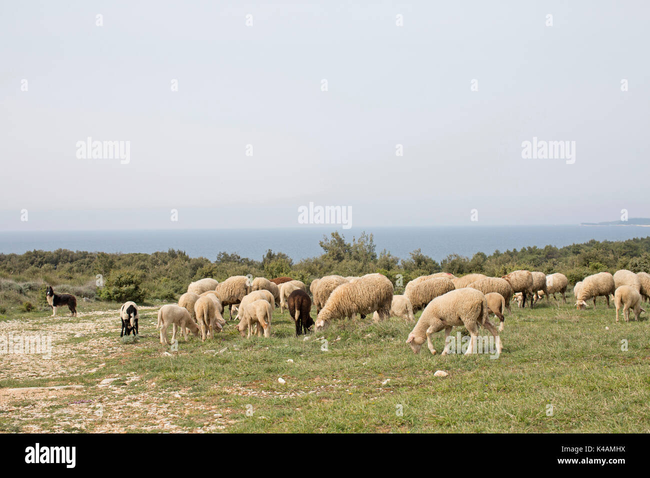 Modest Sheep In Istria Found On The Limestone Peninsula Kamenjak ...
