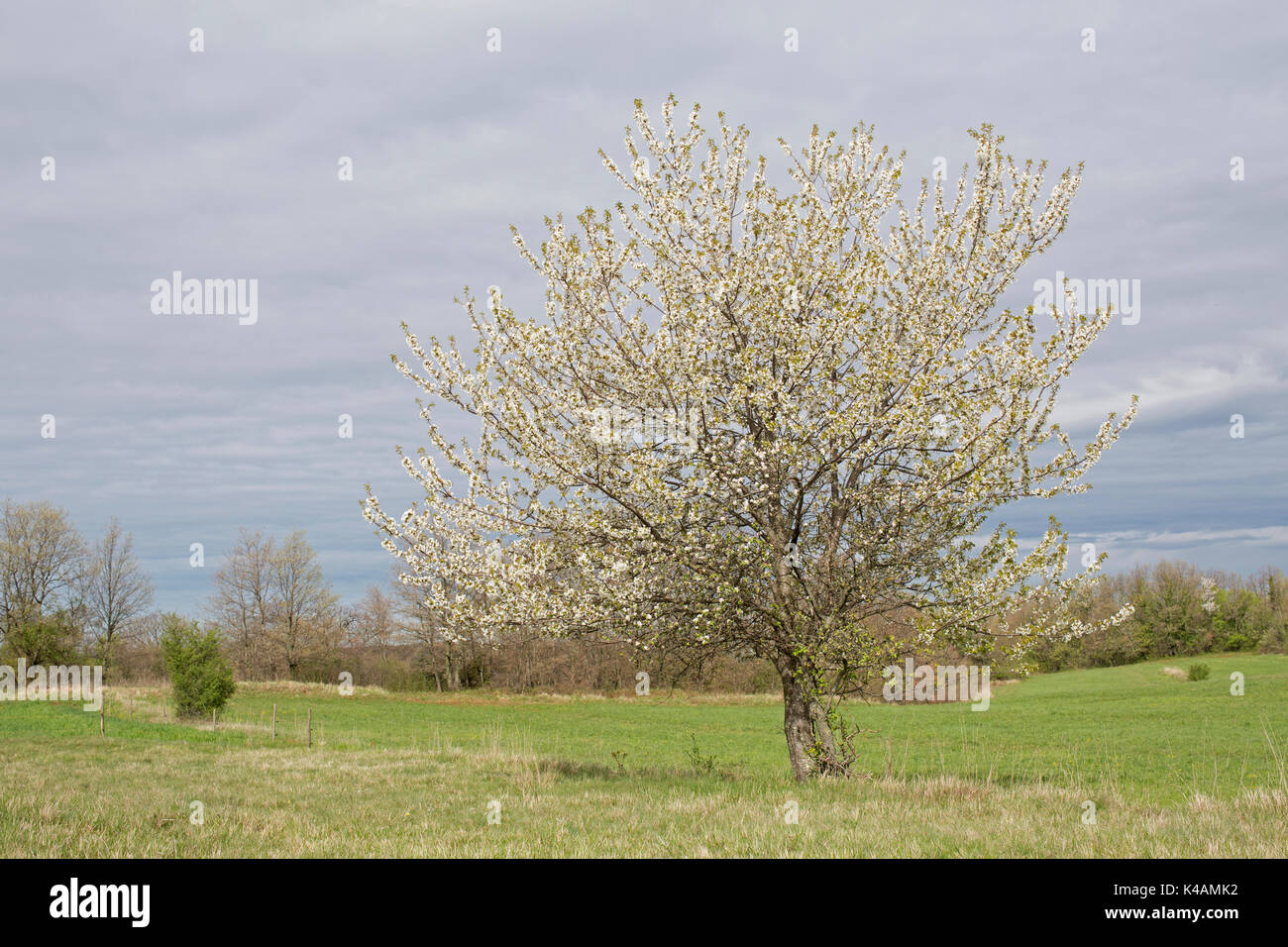 Flowering Cherry Tree In Spring Stock Photo - Alamy