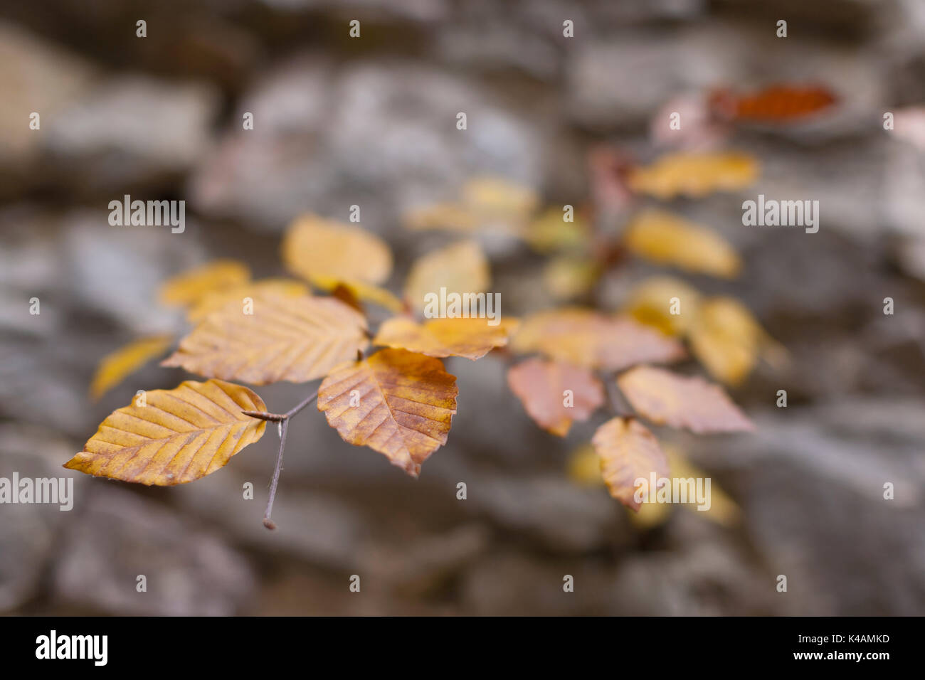Plants growing from brickwork hi-res stock photography and images - Alamy