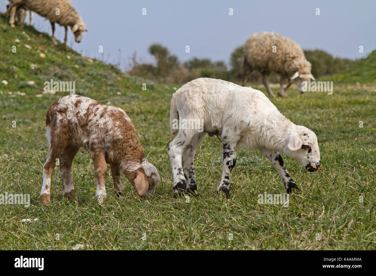 Forage grasses hi-res stock photography and images - Alamy