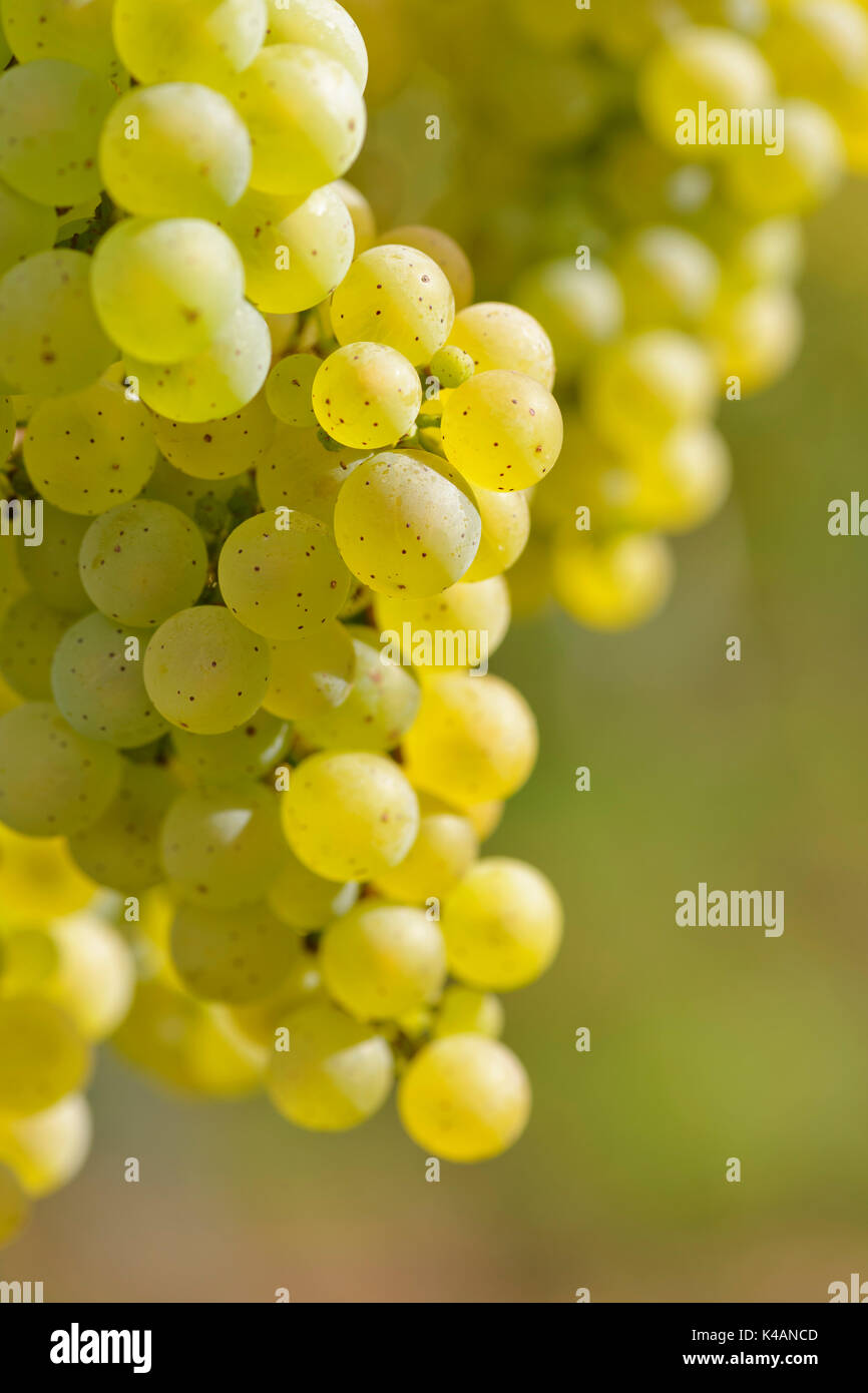 Close-up of grape vine with Riesling grapes near Bremm, Moselle ...