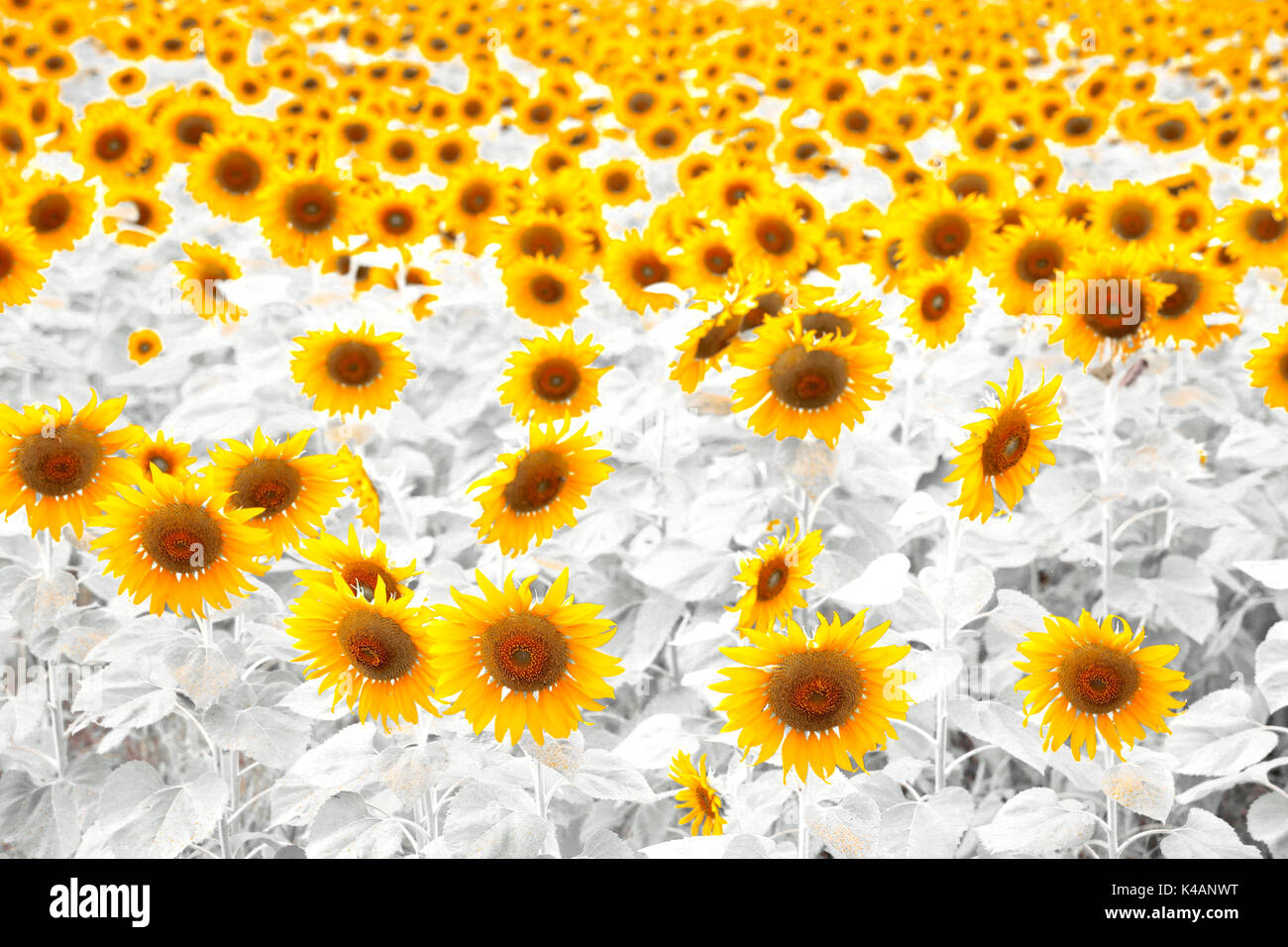 Standing out from the crowd - bright sunflower on a grayscale ...