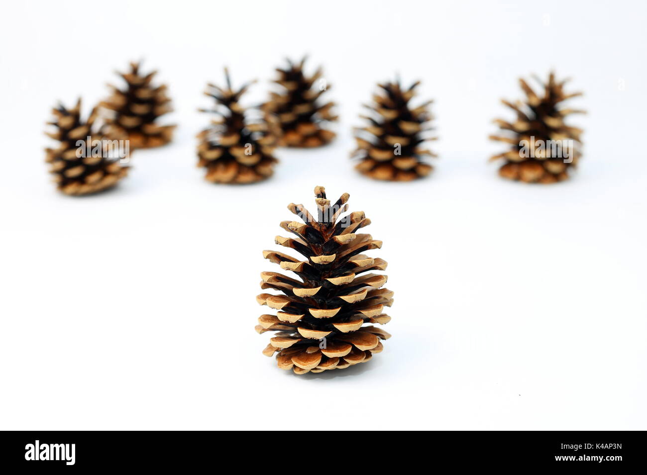 Pinecone close up detail hi-res stock photography and images - Alamy
