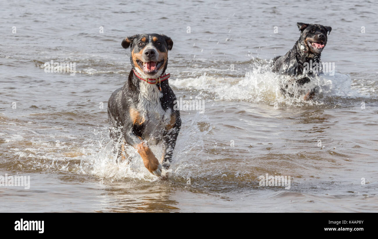 Two dogs in water hi-res stock photography and images - Alamy