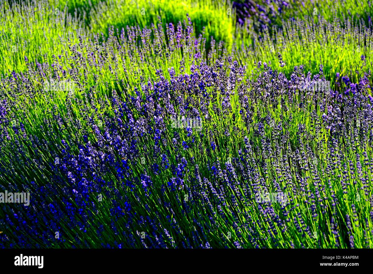 Lavendula hi-res stock photography and images - Alamy