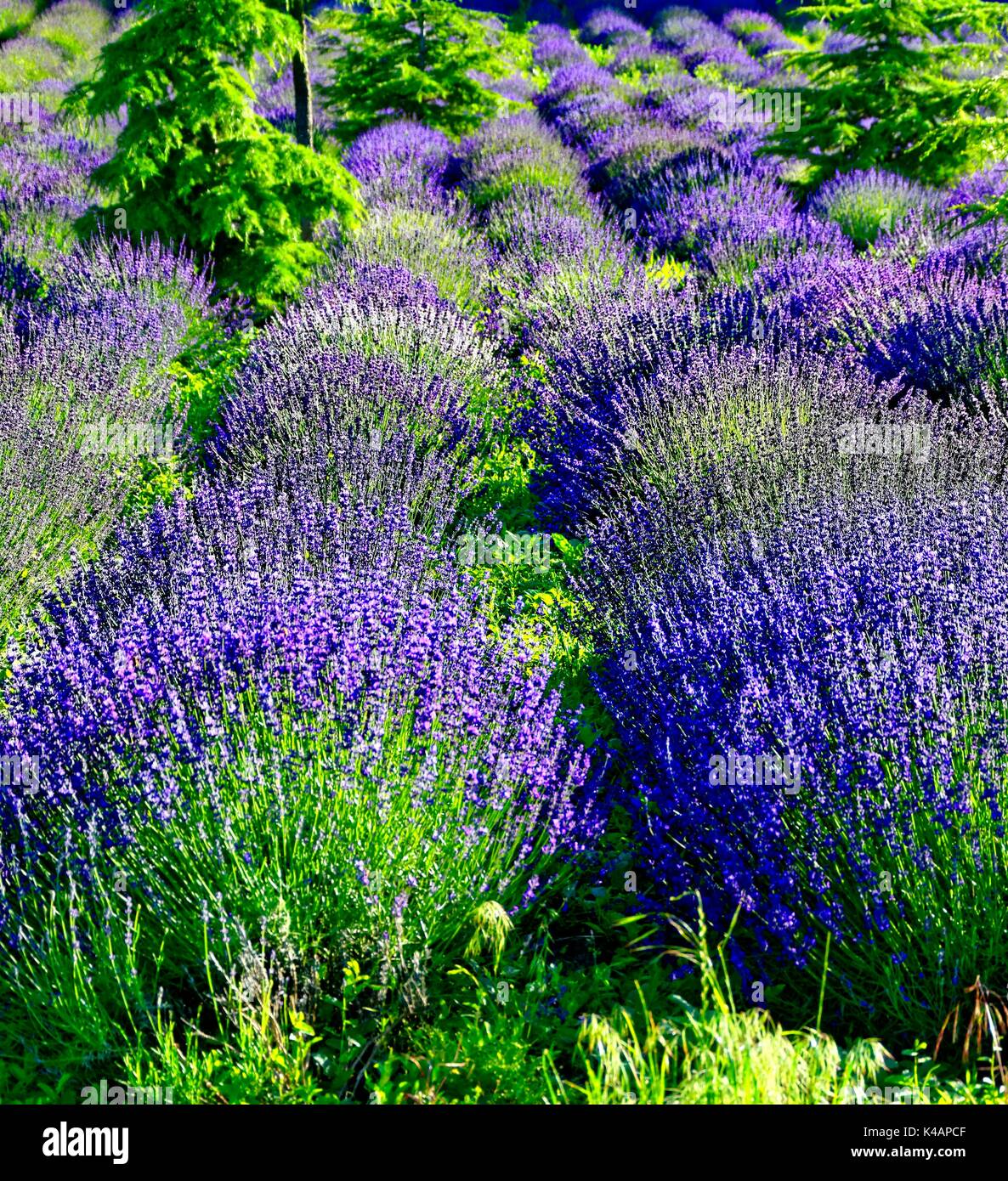 Real Lavender Lavandula Angustifolia High Resolution Stock Photography ...
