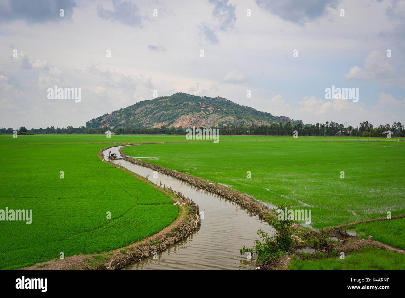 Rice field in Mekong Delta, Southern Vietnam. The Mekong Delta is a ...