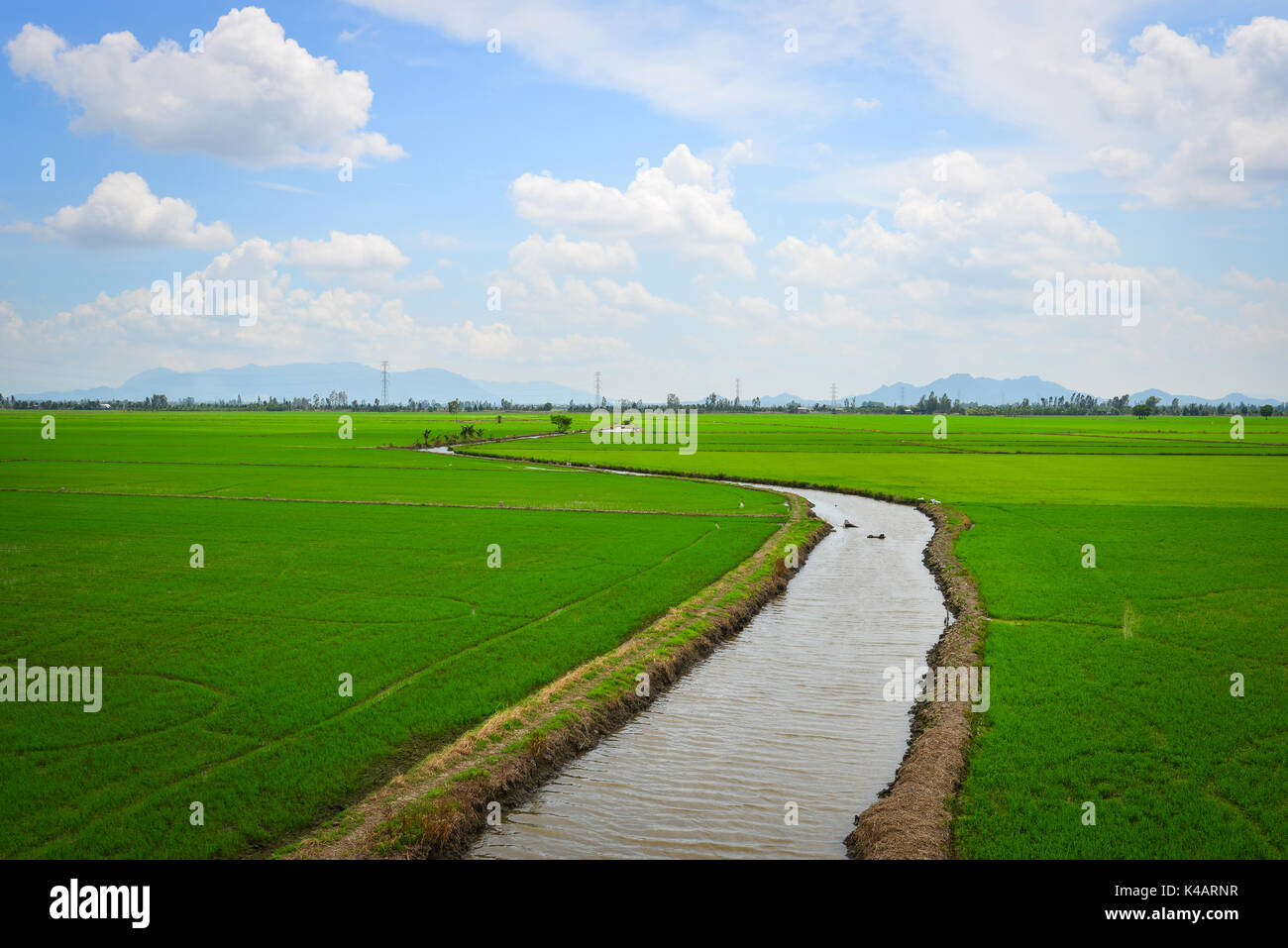Rice field at summer in Mekong Delta, Southern Vietnam. The Mekong ...