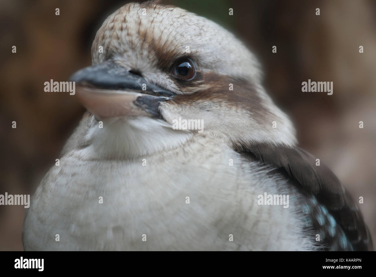 Birds eye contact hi-res stock photography and images - Alamy